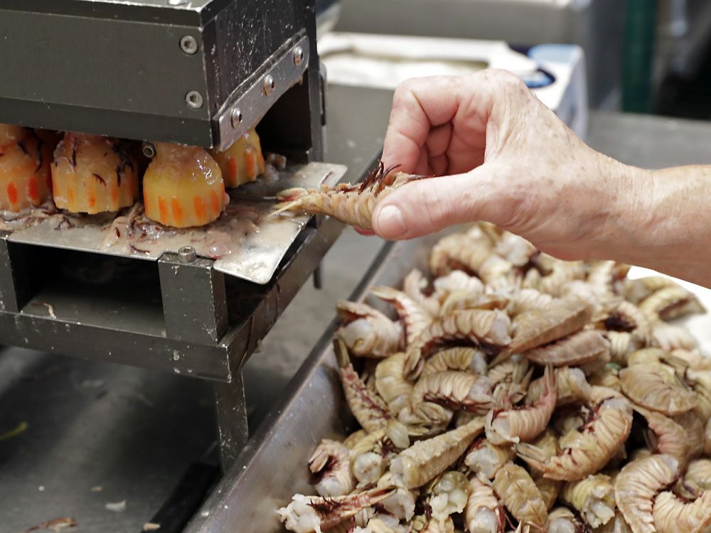 From trash to treat: How one family turned rock shrimp into a famous ...