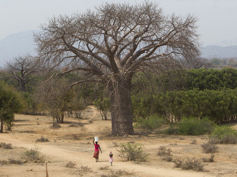 Africa's 'tree of life' — the iconic baobab — is mysteriously dying off ...