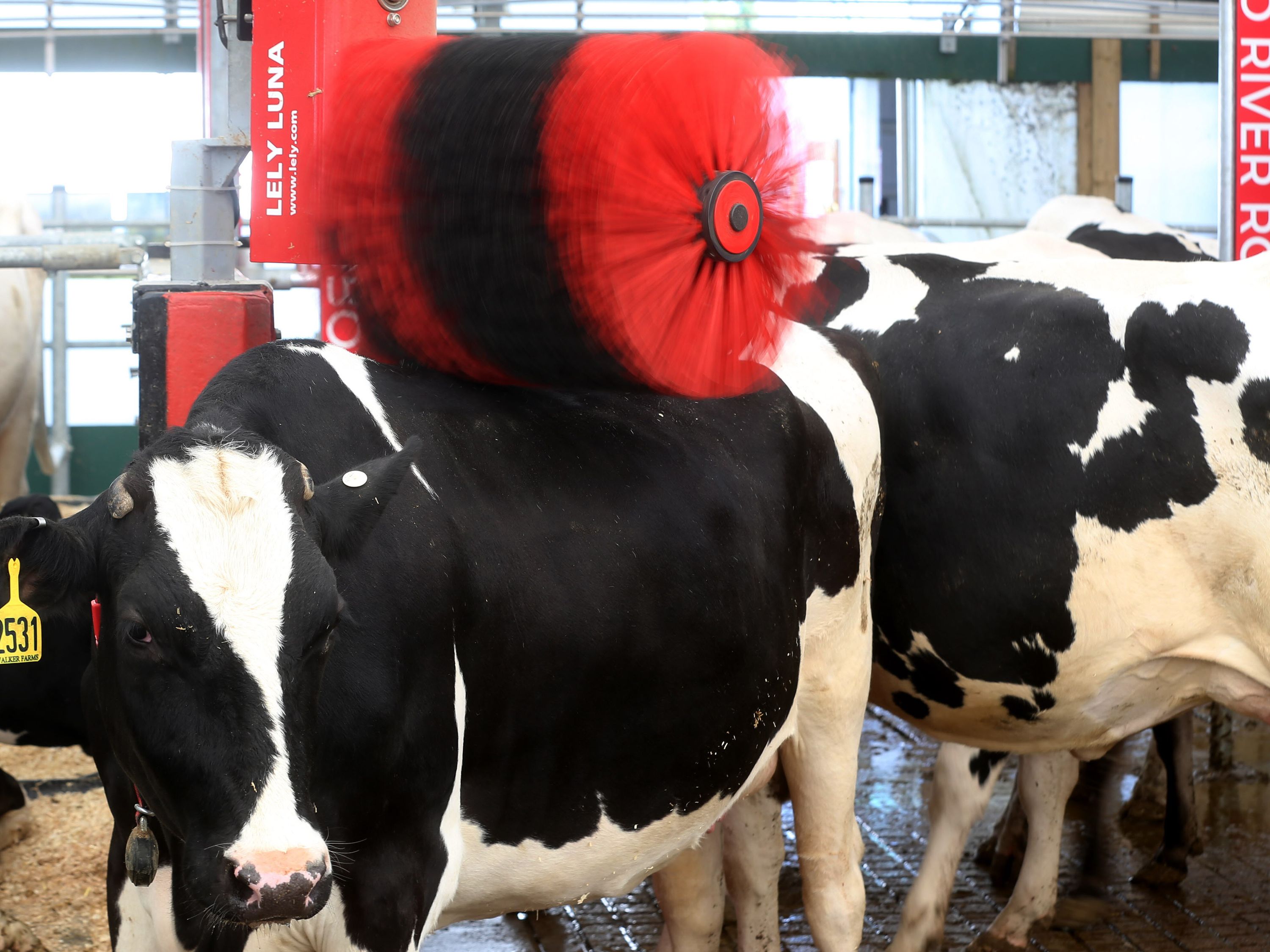 A new study shows that for cows, getting a good scratch is as important ...