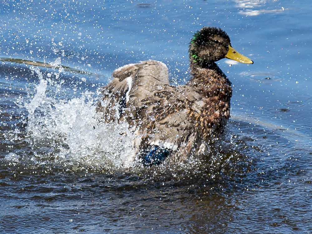 Michigan township allows autistic boy to keep emotional support ducks ...