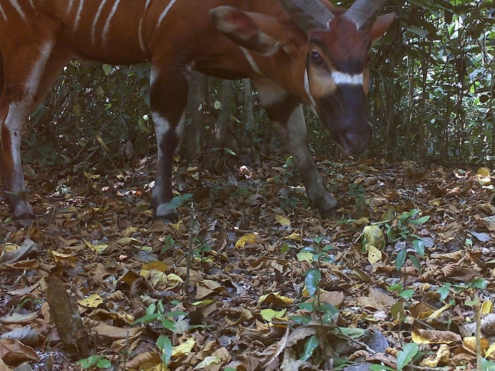 Camera trap uncovers world's largest forest antelope after years of ...