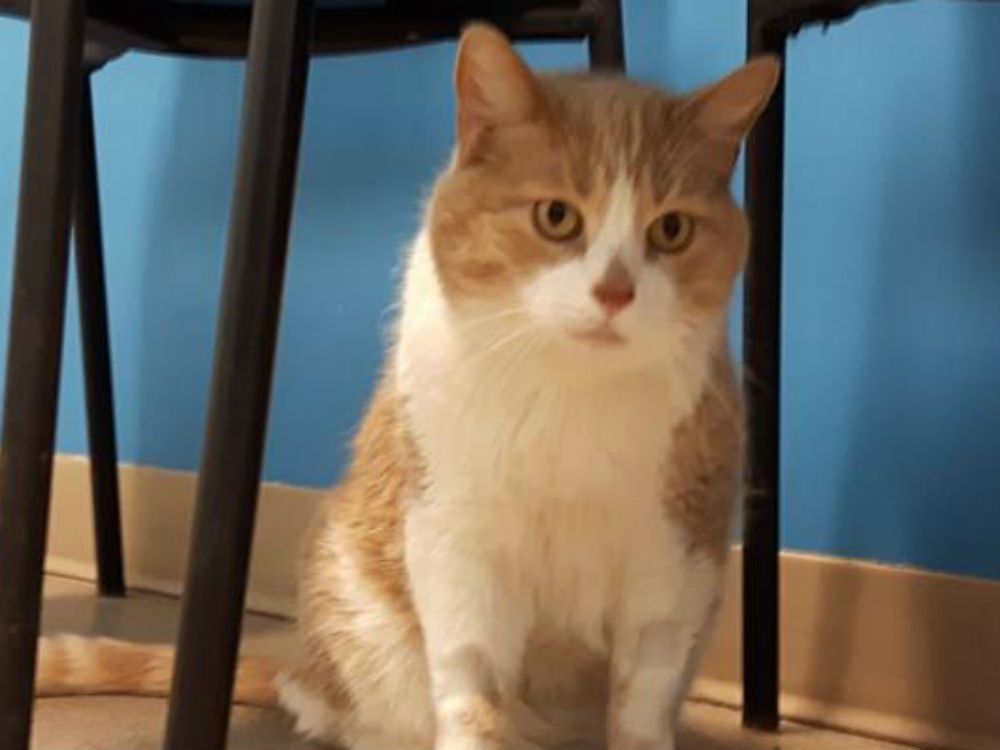 Court upholds Quebec family's right to know who adopted their beloved ...