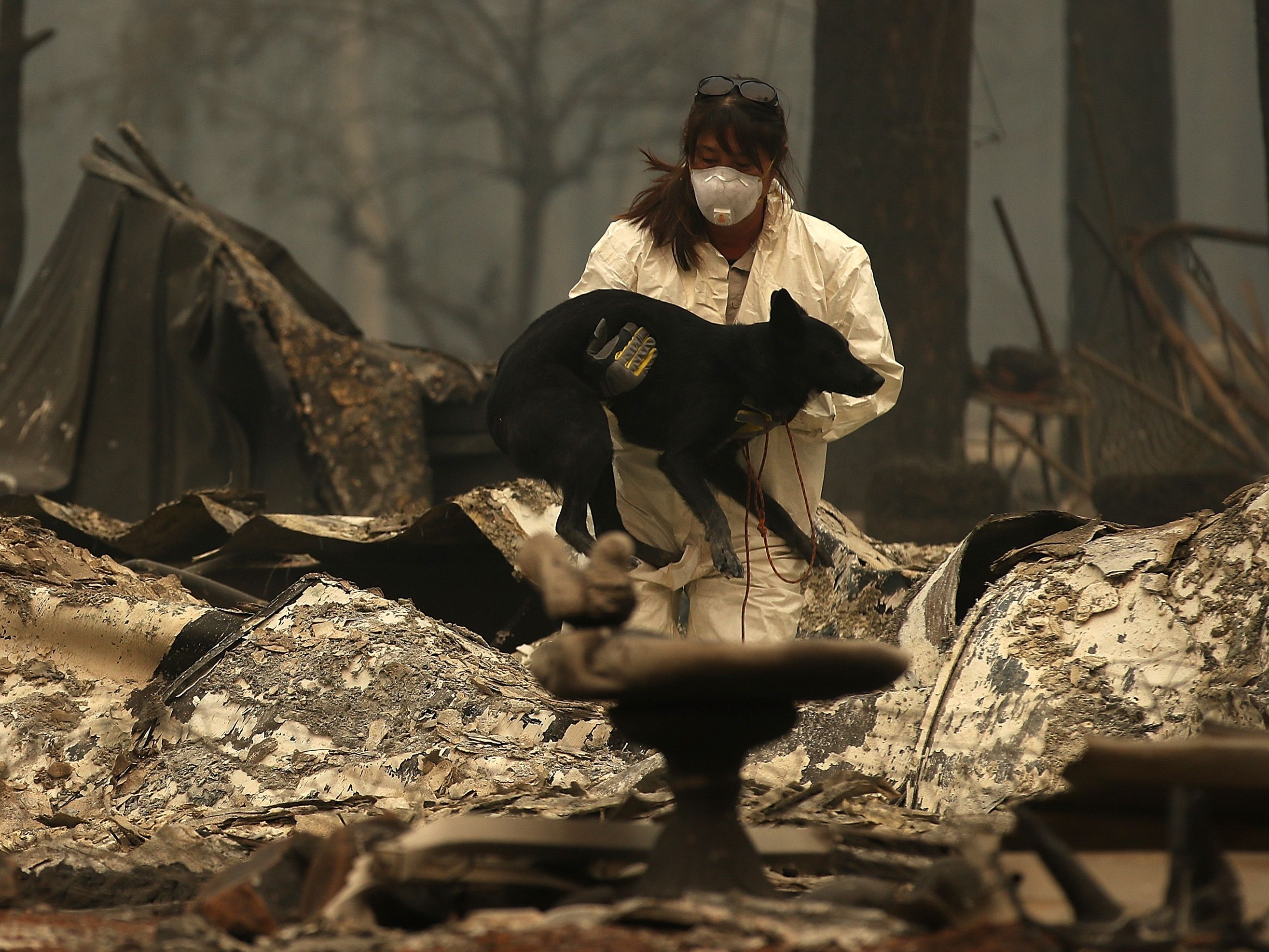 Surviving the Camp Fire was hard enough. Now these animals have to find ...