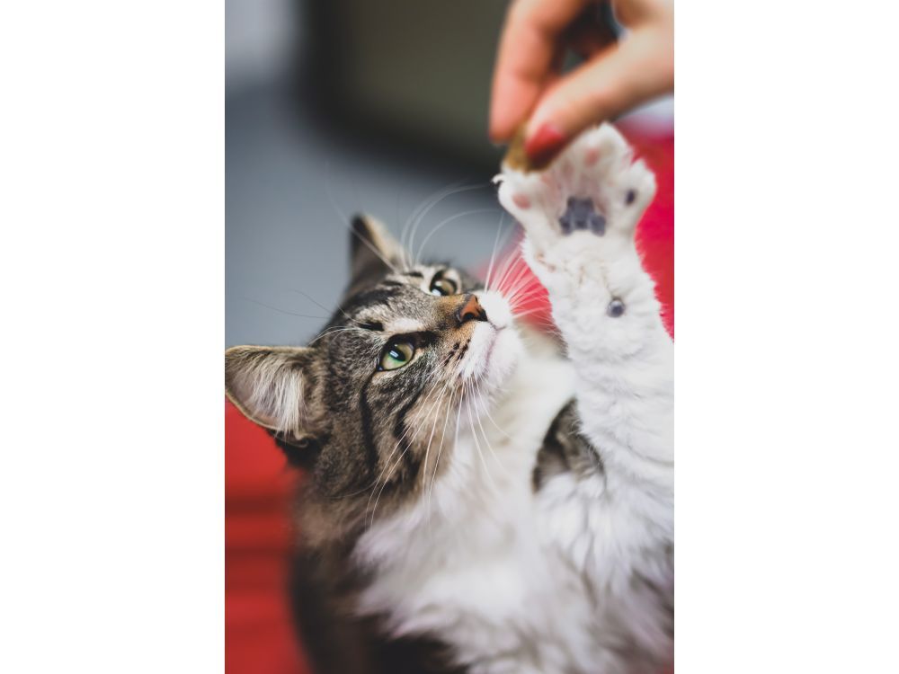 Halifax cat found safe after owner accidentally mails him to Montreal ...