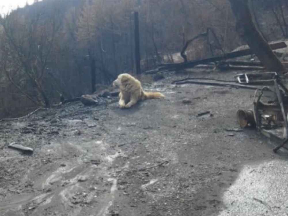 After the deadly Camp Fire, a dog waited for his owners to return. They ...