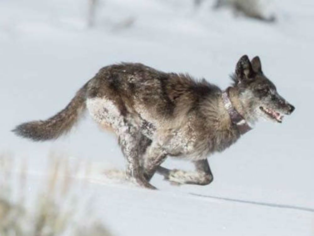 Legendary Yellowstone wolf was killed by hunter; years later, her ...