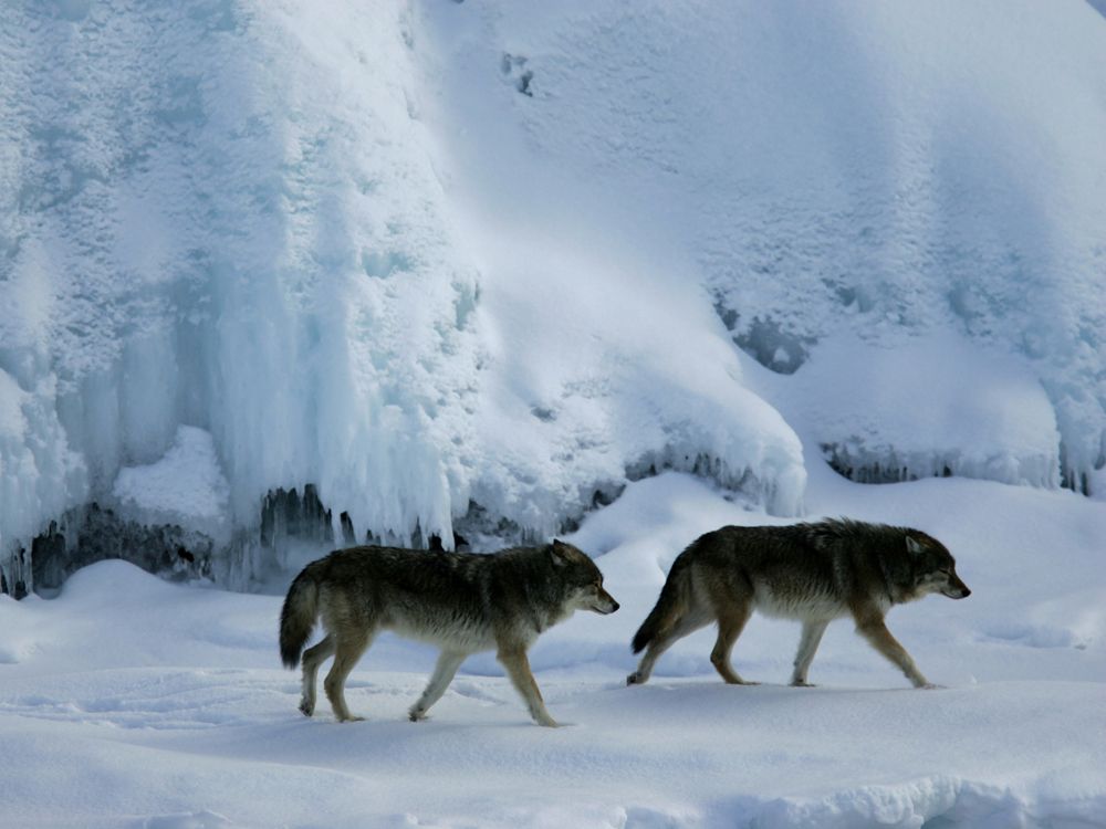 'Large-bodied' Canadian wolves to help keep U.S. moose population in ...