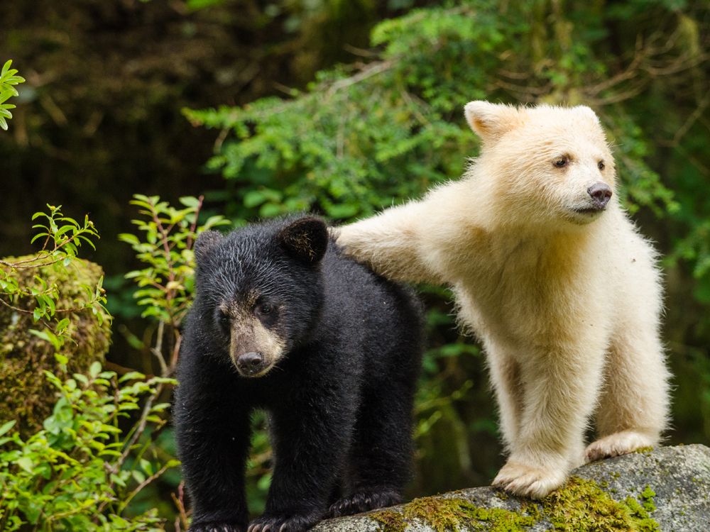 Great Bear Rainforest shines a light on a beautiful, fragile corner of ...