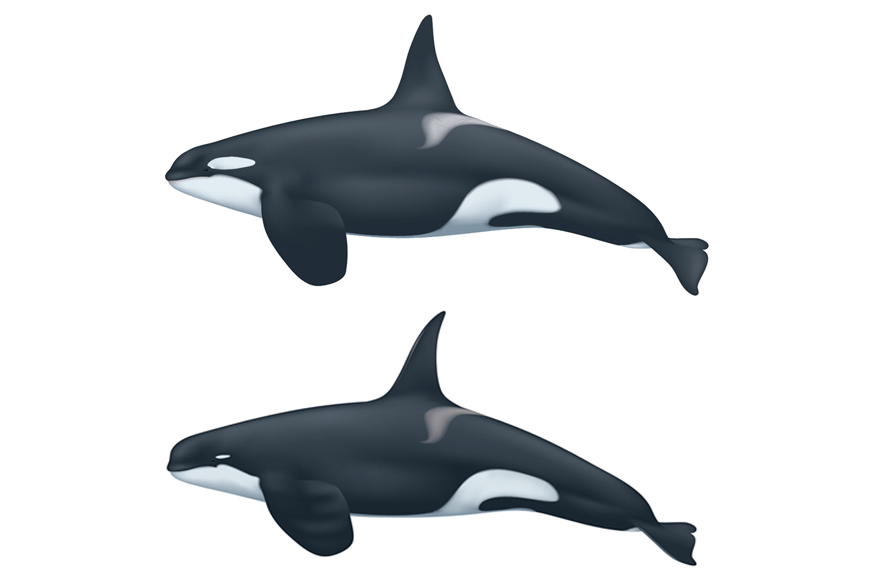 Scientists track Type D killer whales, rarely seen by humans | National ...