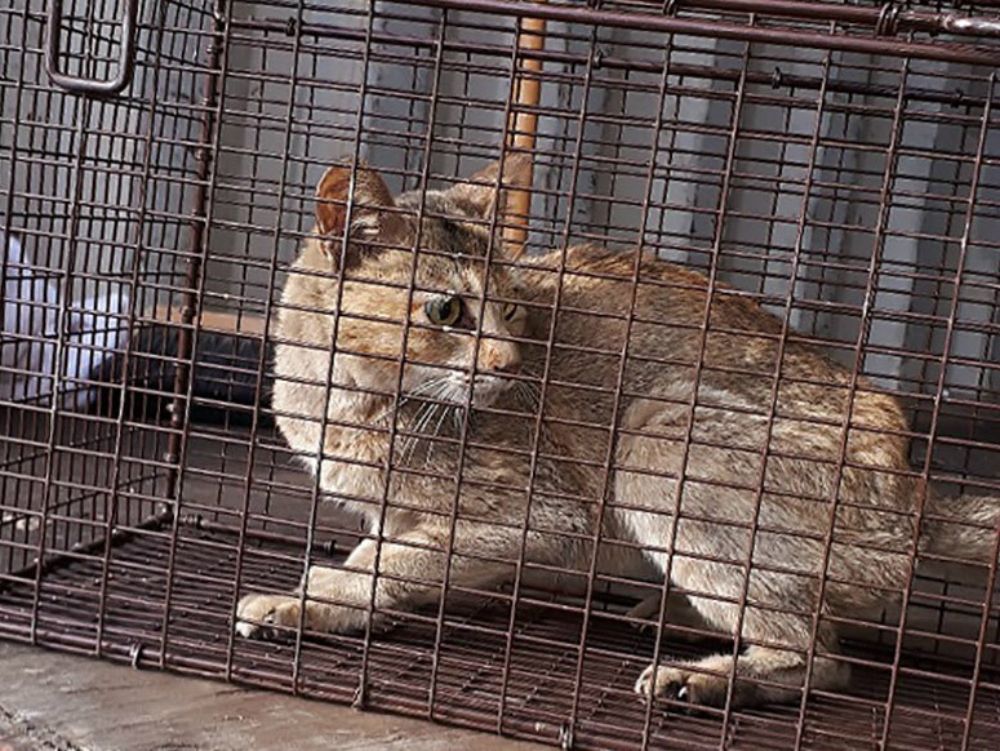 Starved cat found alive in B.C. container that had been shipped from ...