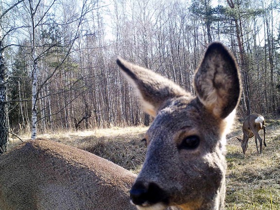 Marni Soupcoff: The fascinating, and disputed, legacy of Chernobyl ...