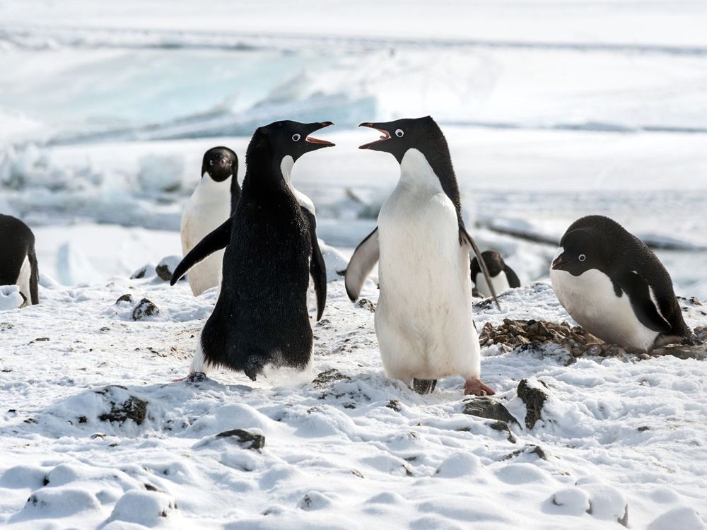 DisneyNature's kid-friendly Penguins takes families on an adorable ...