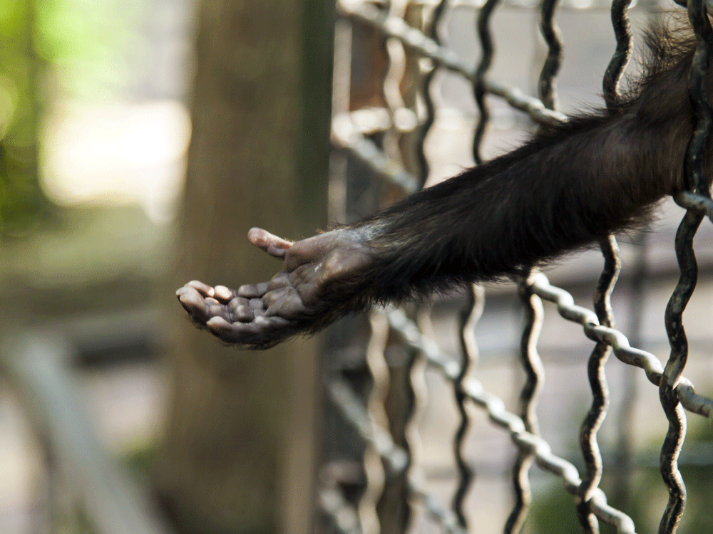 'It just really ethically scares me': Caution urged as scientists look ...