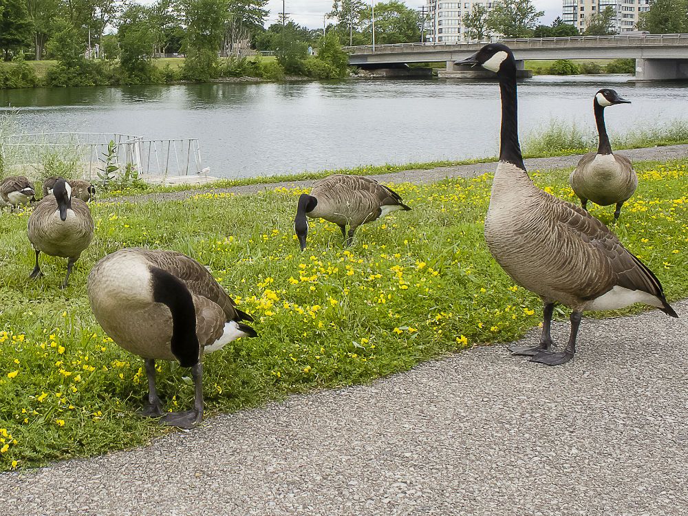 Thousands of wild Canada geese could be destined for dinner plates in ...