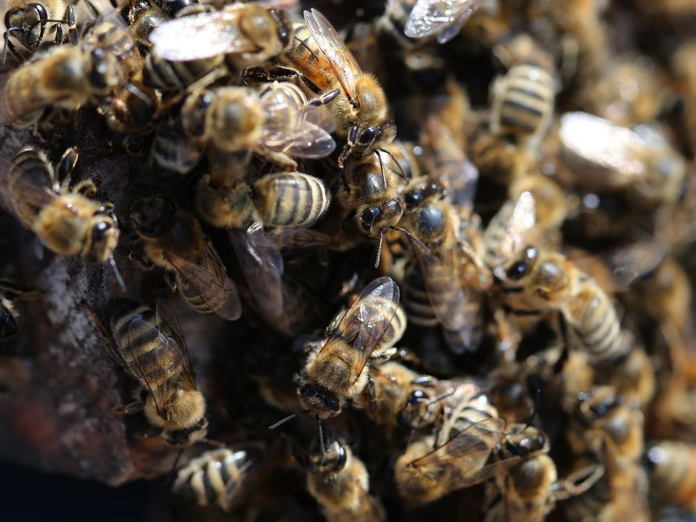 'It's almost too late:' Canada protects honey bees but native bee ...
