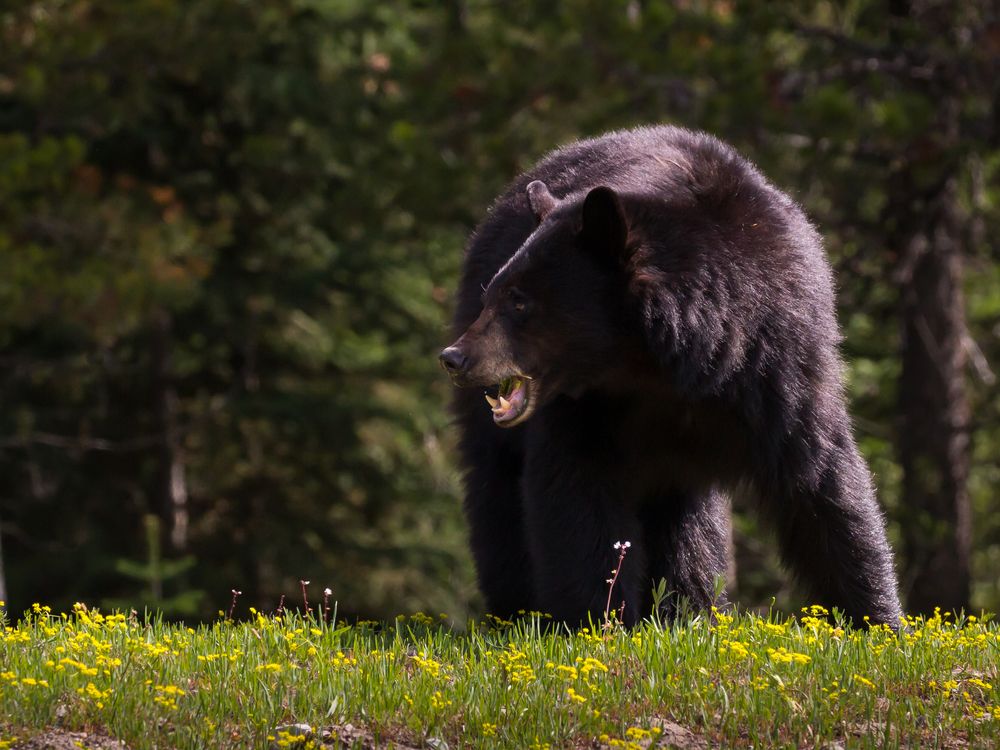 Man punches bear after it bit his dog in a northern B.C. encounter ...