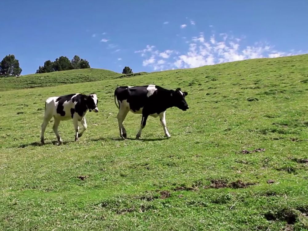WATCH: Cows have best friends and become sad when they're separated ...