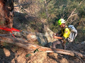 Firefighters save world’s last remaining stand of ‘dinosaur trees’ in ...