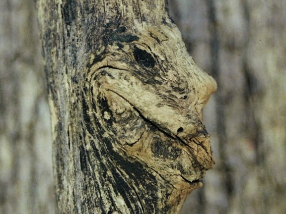 Seeing faces in trees correlates to creativity, and cognitive ...