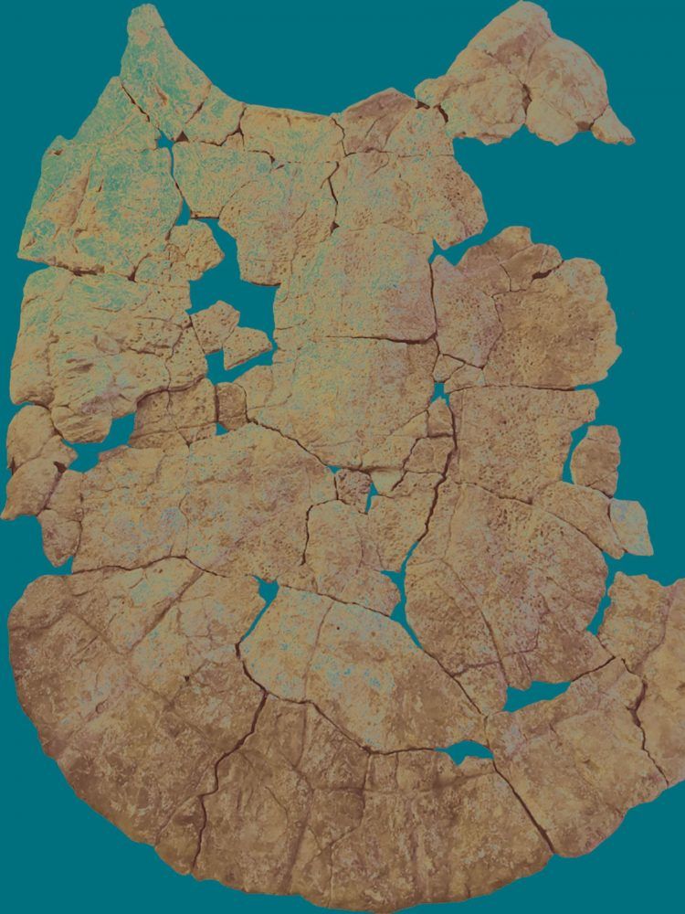 'Stupendemys': Scientists unearth car-sized prehistoric South American ...