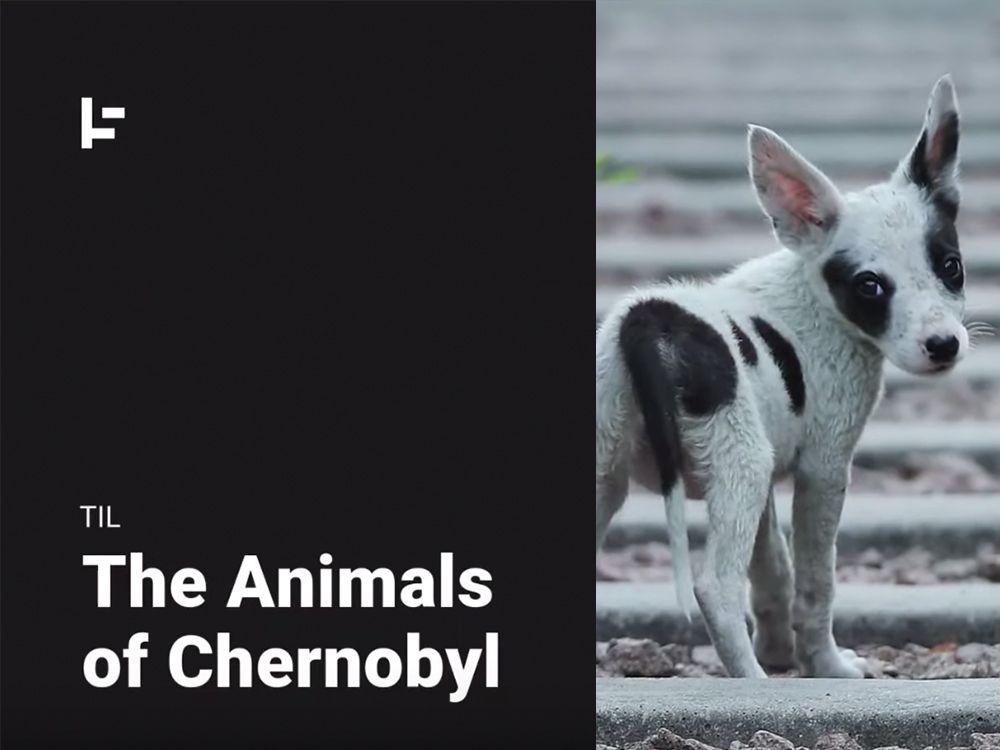 What happened to the animals left behind after the Chernobyl disaster ...
