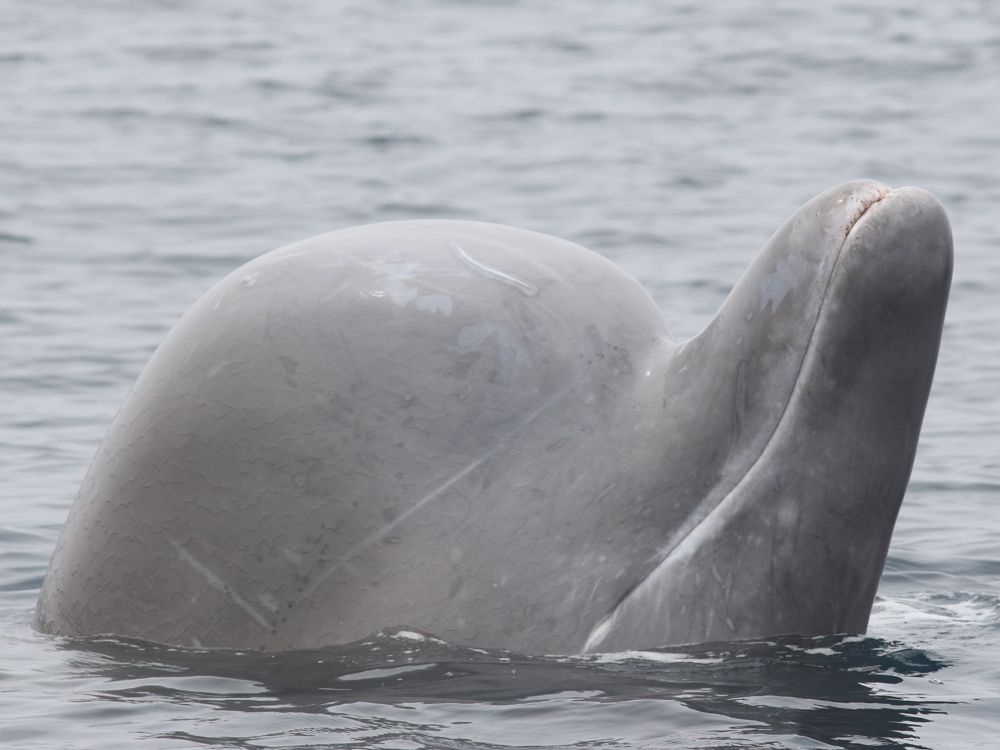 A box of teeth and scientific serendipity unveil the lives of ...