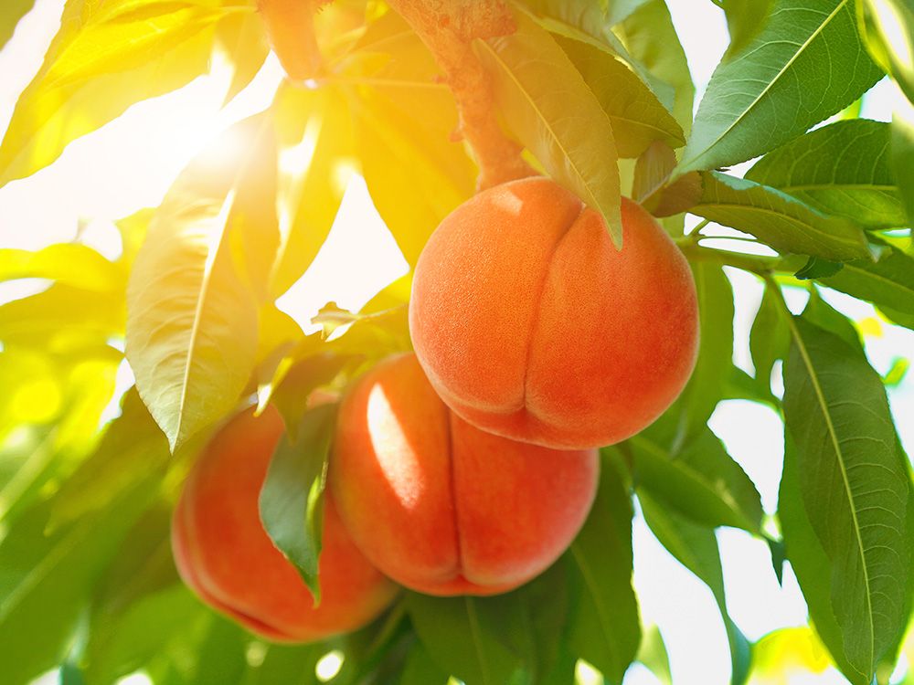 Can the world's sweetest peach — grown in Fukushima — counter radiation ...