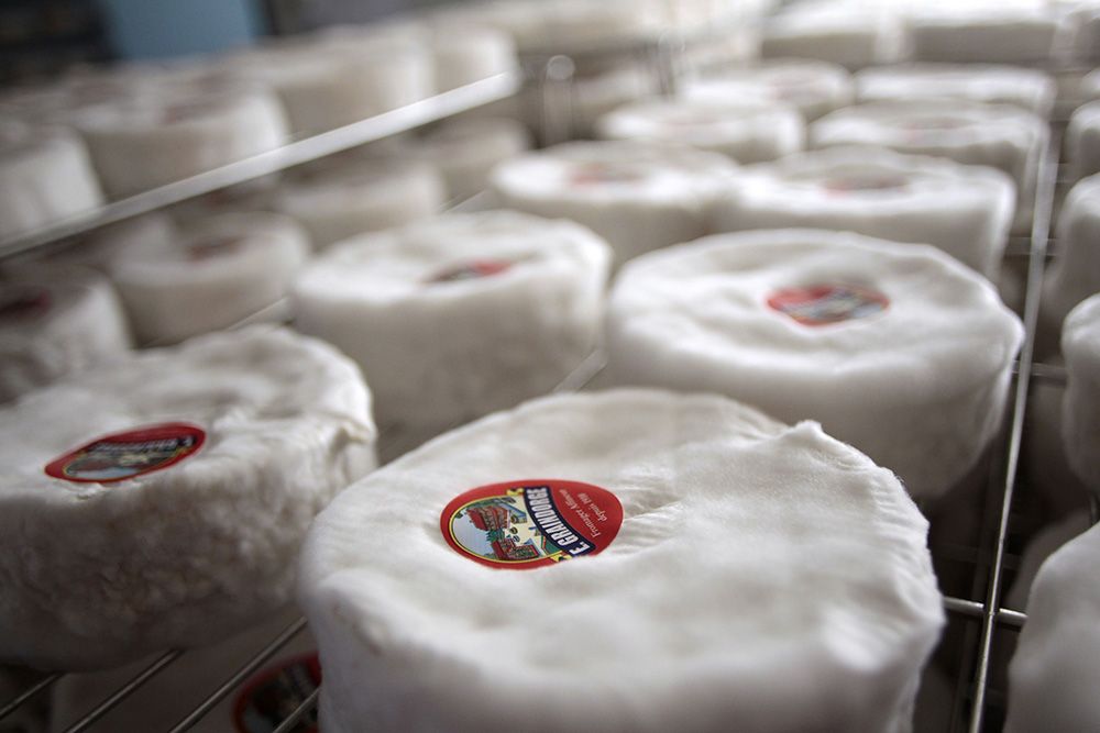 Cheesy domestication: Bloomy-rinds such as Brie and Camembert are the ...