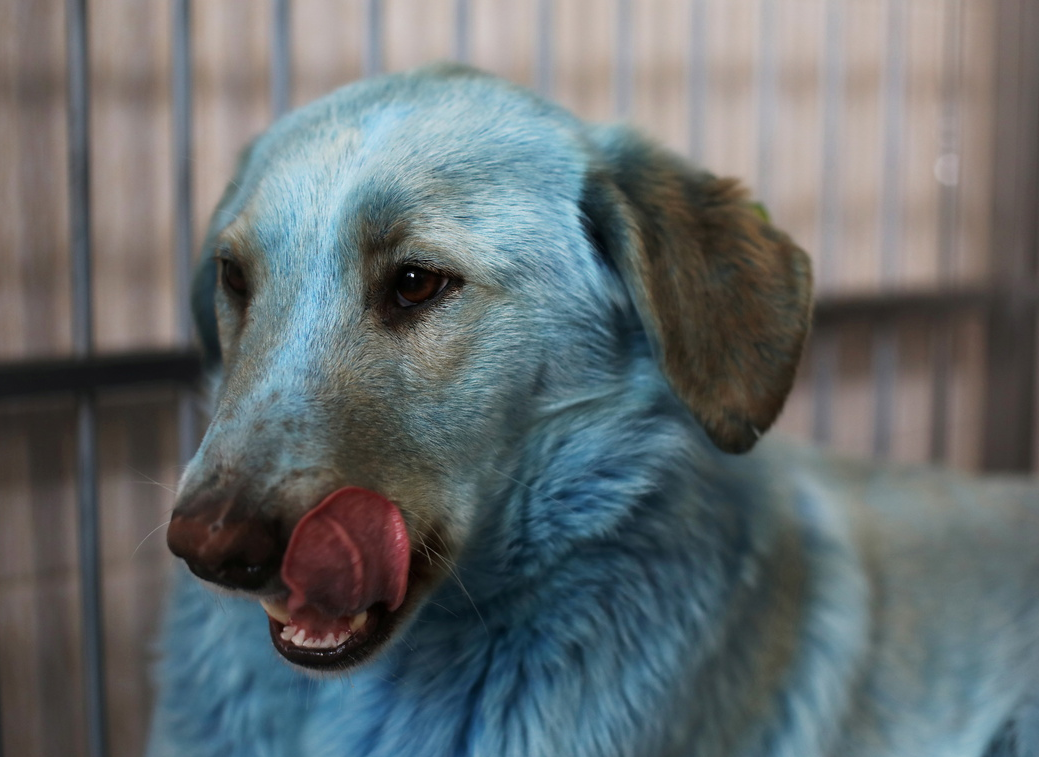Blue dogs seen roaming near abandoned Russian chemical factory ...