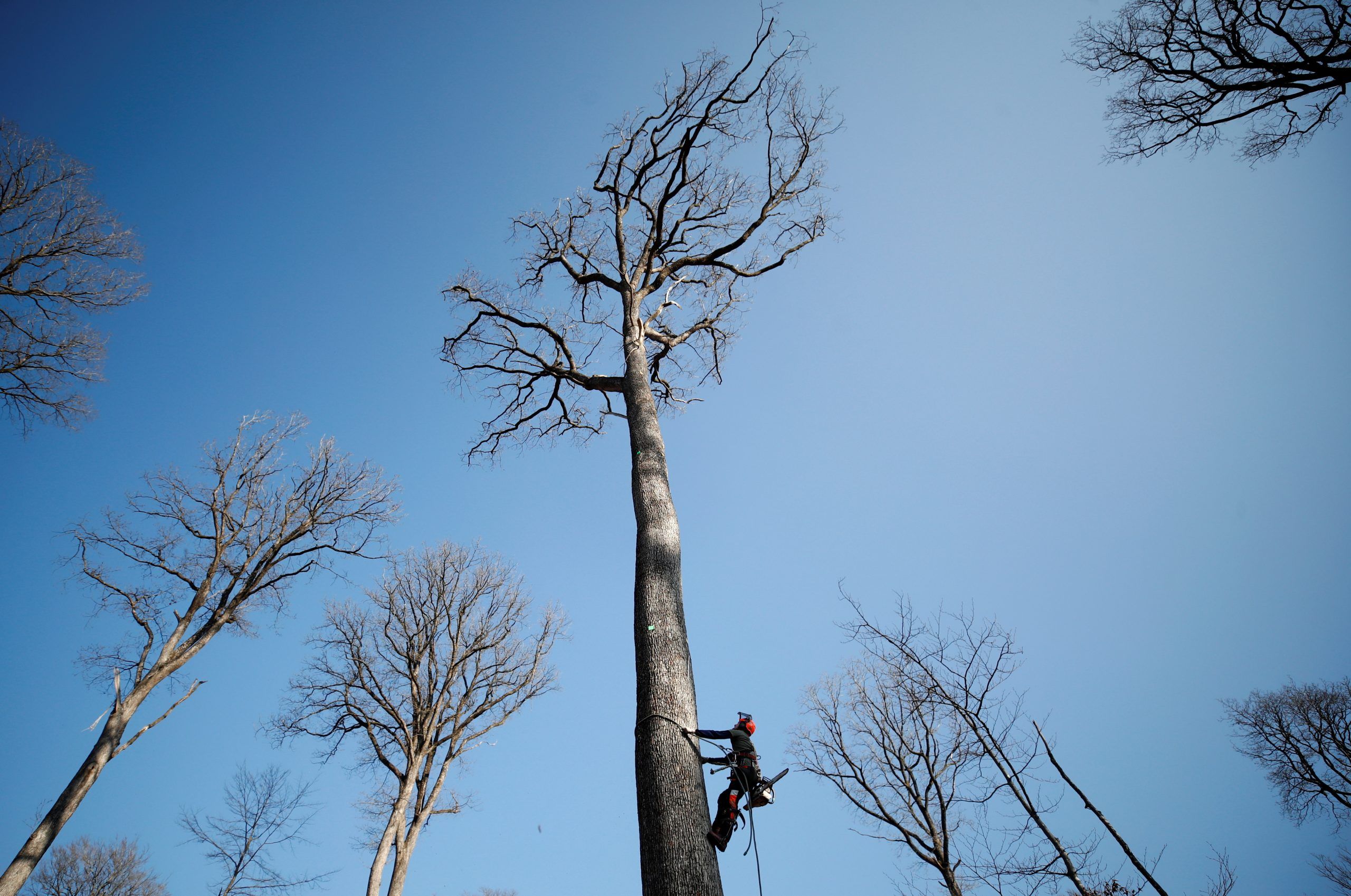 This 230-year-old oak gave its life for the new Notre Dame spire ...
