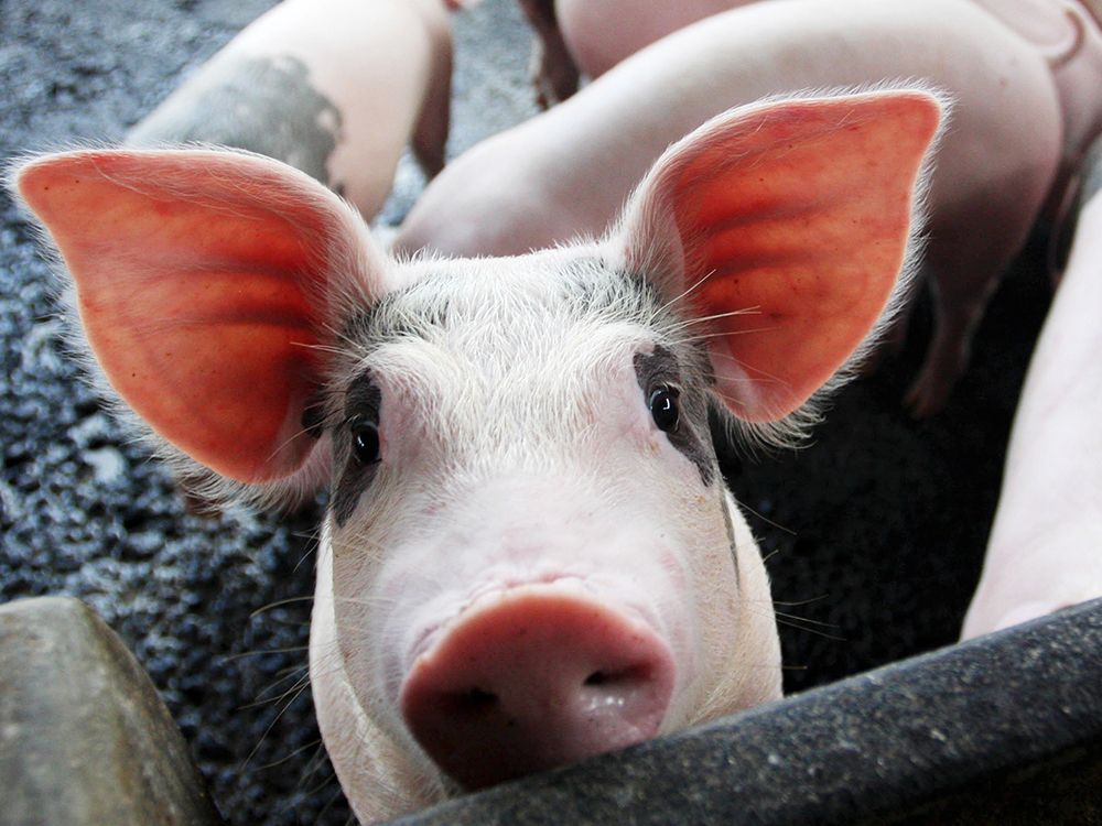Colby Cosh: Pigs can't fly (in U.S. airplane cabins) and neither can ...