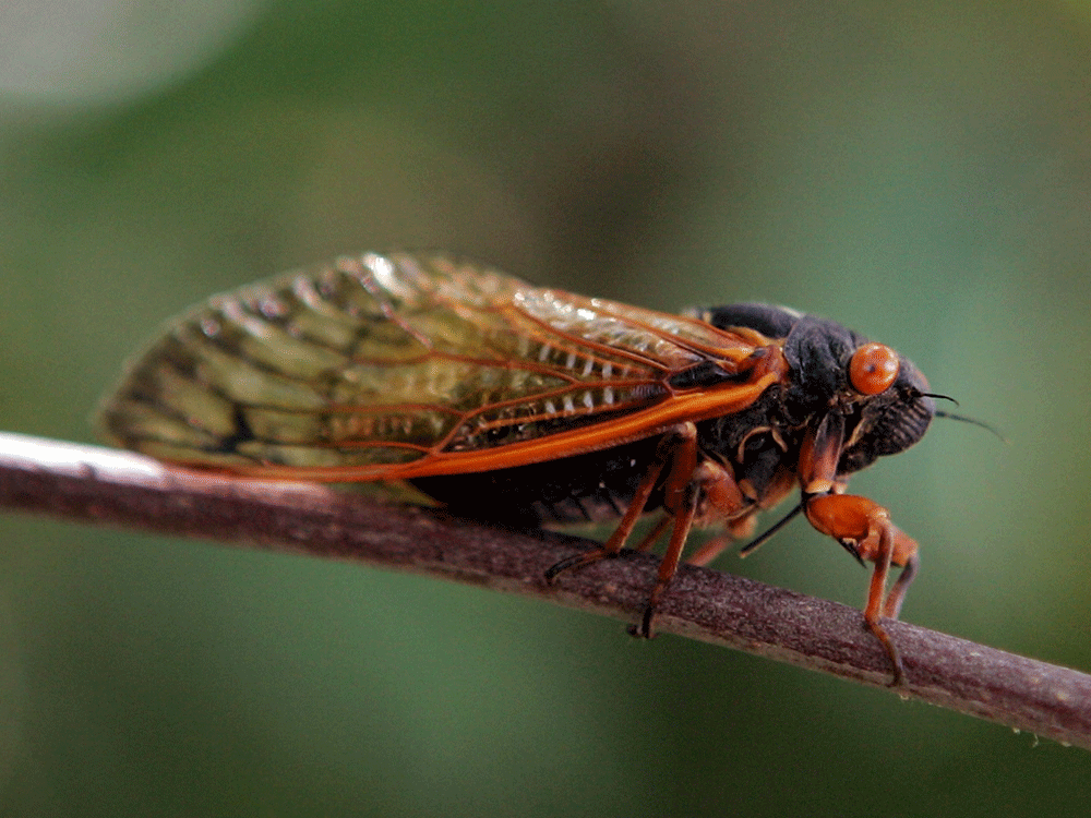 Eastern U.S. awaits 'Brood X' as billions of cicadas set to hatch after ...