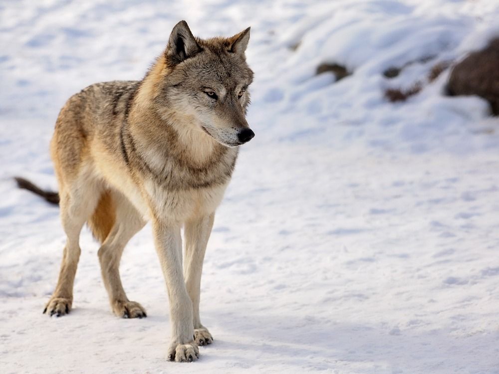 Hunters killed more than 200 grey wolves in Wisconsin, 82% more than ...