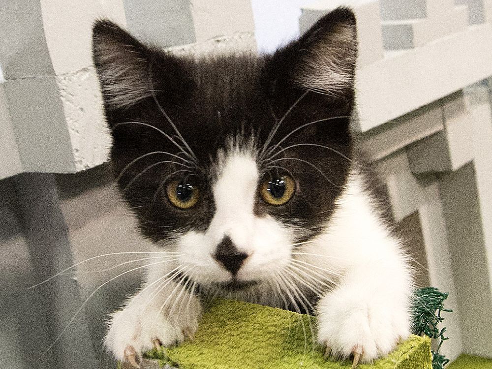 Jesse Kline: Justin Trudeau and the CRTC are coming for your cat videos ...