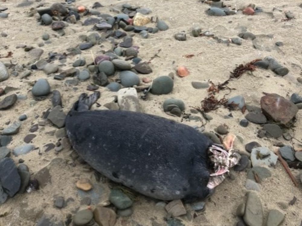 'It's bizarre': Almost two dozen seals found decapitated along Nova ...