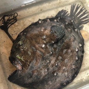 Ghastly prehistoric deep-sea anglerfish washes ashore on idyllic ...
