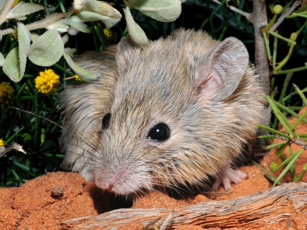 Australian mouse species thought extinct for over 150 years found still ...