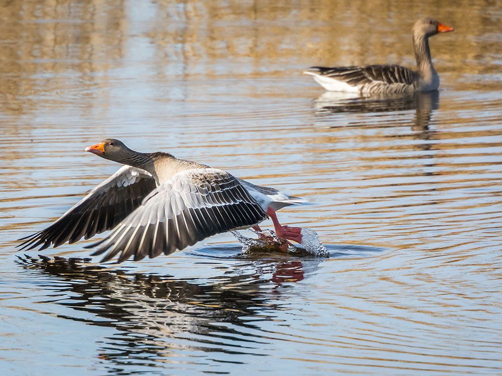 This Finnish microbrewery is gathering goose poop from parks to make ...