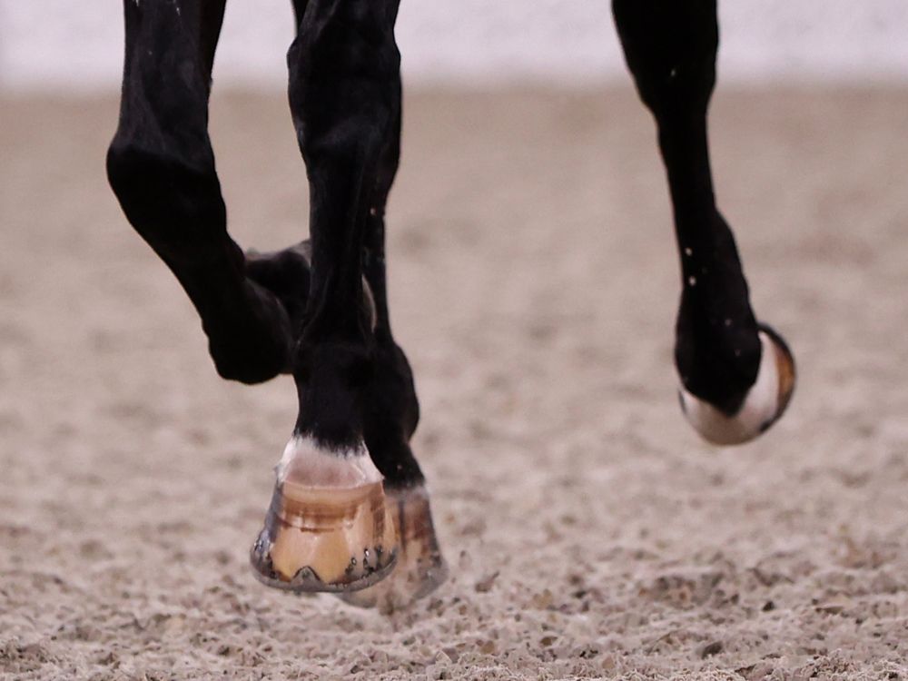 Singapore out of dressage after horse suffers freak injury | National Post