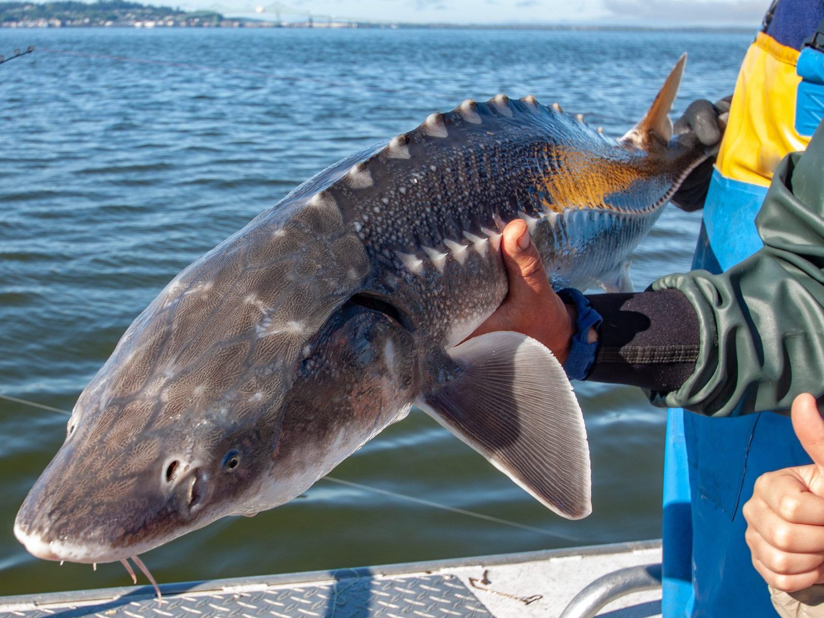 Volunteers rescue massive sturgeon after it was stranded by receding B ...