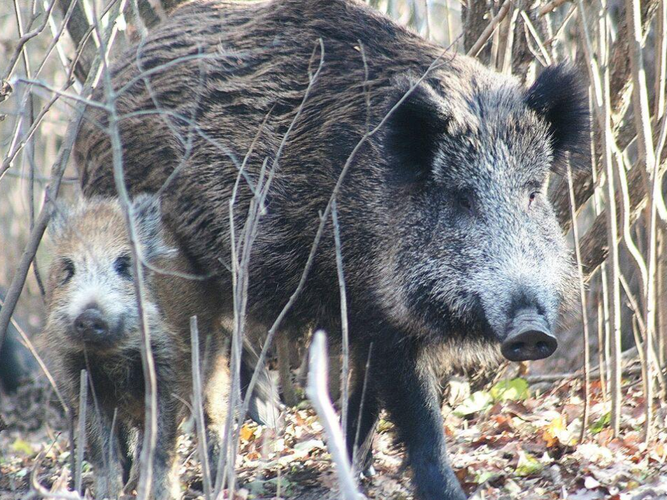 Wild boars spotted roaming rural Pickering, Ont. | Owen Sound Sun Times