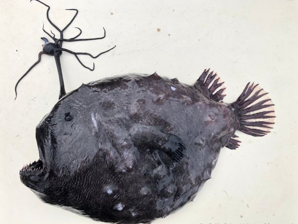 Rare monstrous-looking fish washes ashore on San Diego beach | National ...