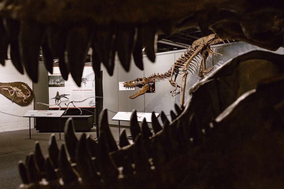 Quinte Museum of Natural History delights dinosaur lovers | National Post