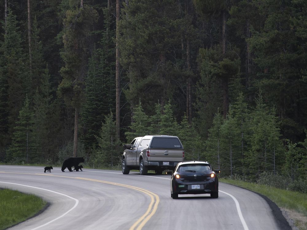 Bear expert says B.C. attack on family was likely a rare 'predaceous ...