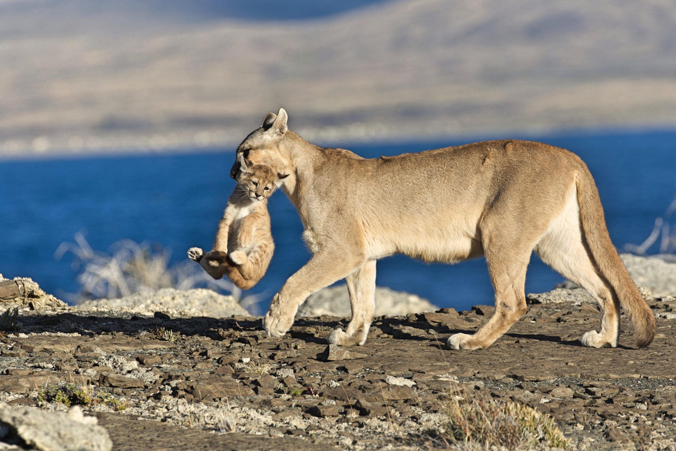 David Attenborough series details plight of animal families | National Post