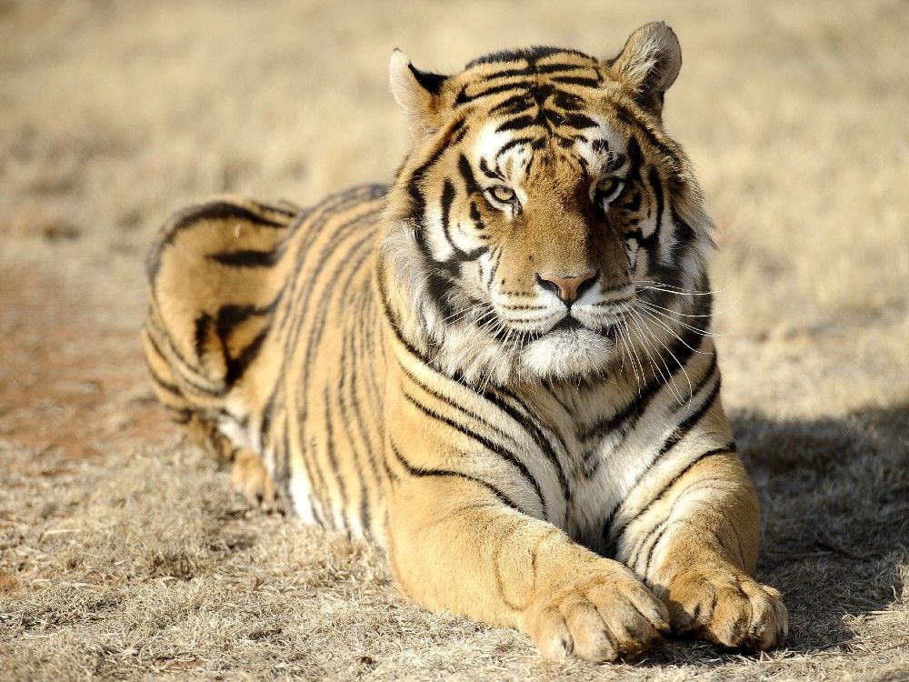 Authorities search for escaped tiger that attacked man in South Africa ...