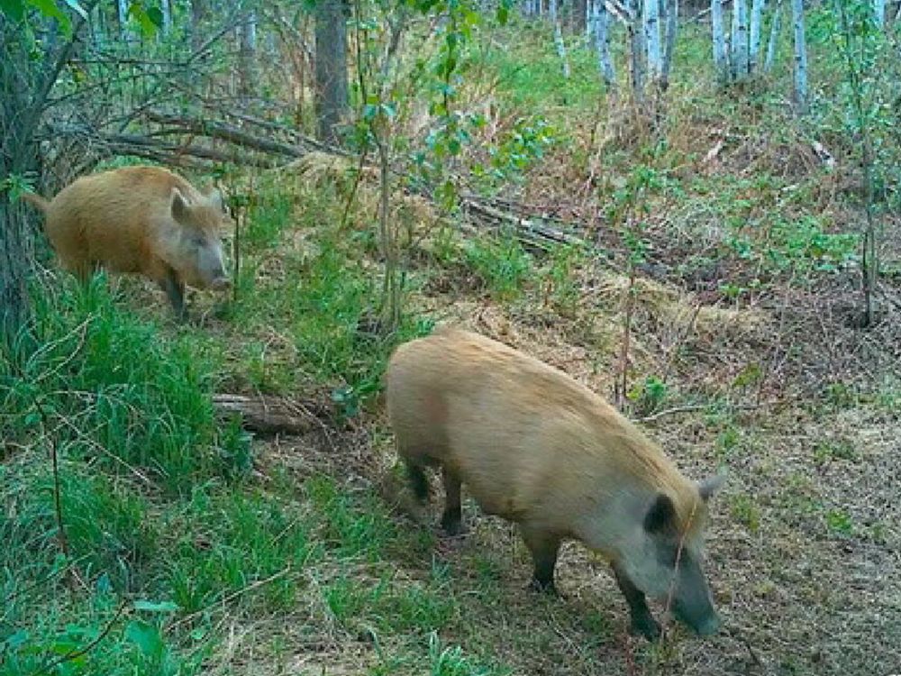 Wild Canadian super pigs could be heading south to U.S. border states ...