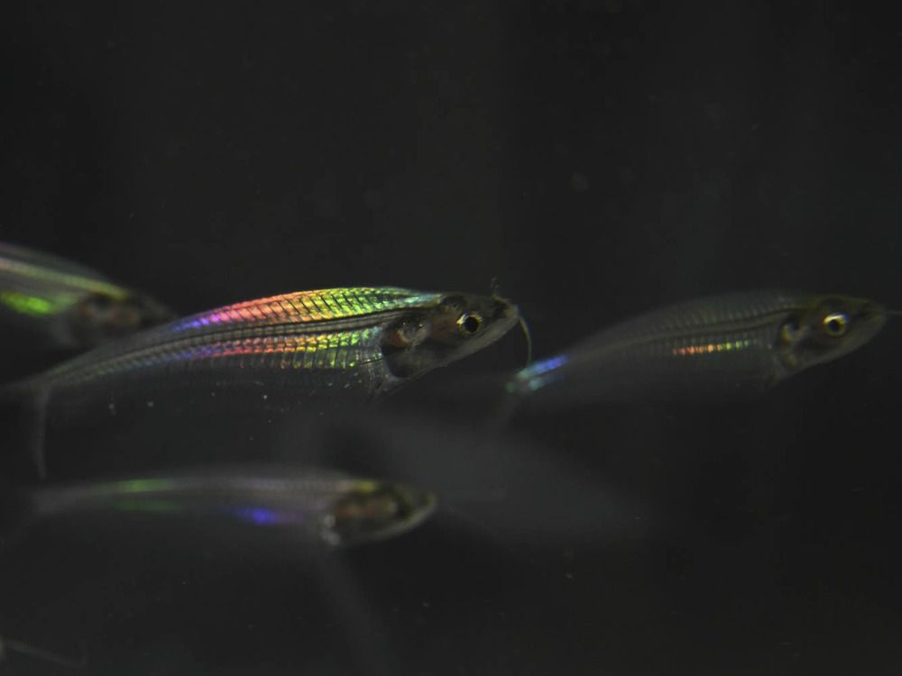 How this little see-through fish gets its rainbow shimmer | National Post