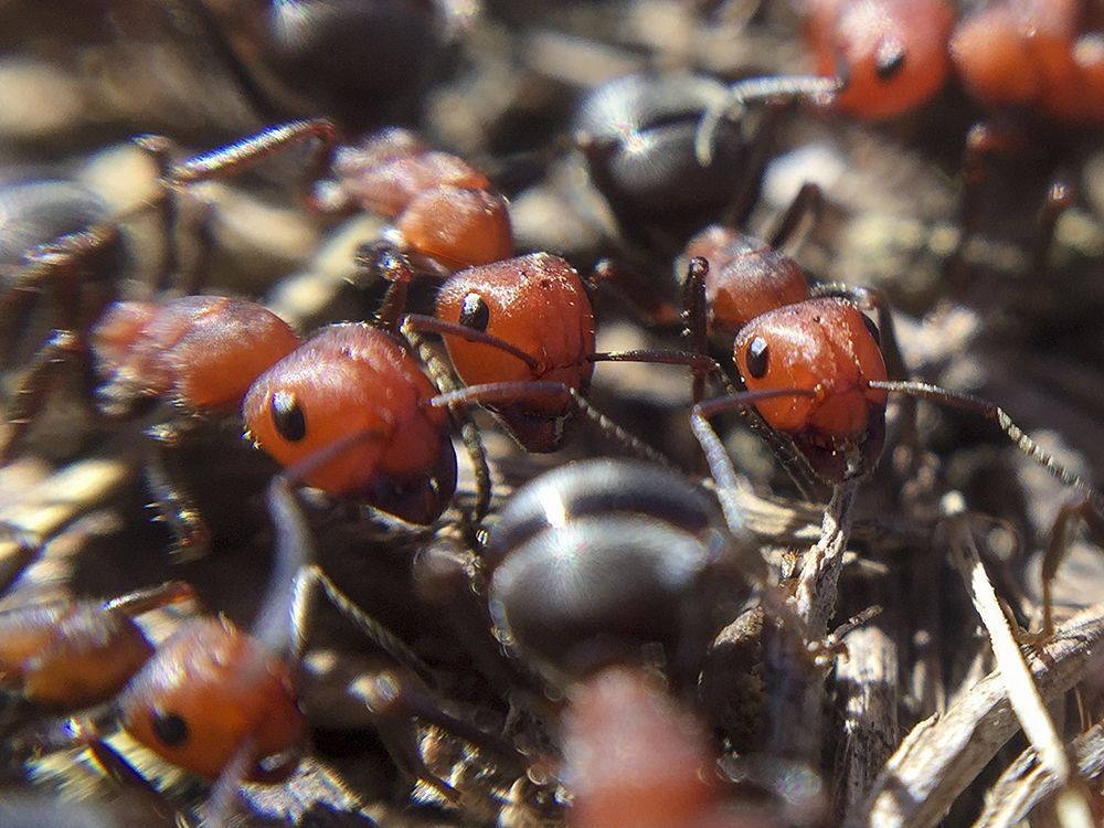 Remembering Justin Schmidt — the aficionado of agony | National Post