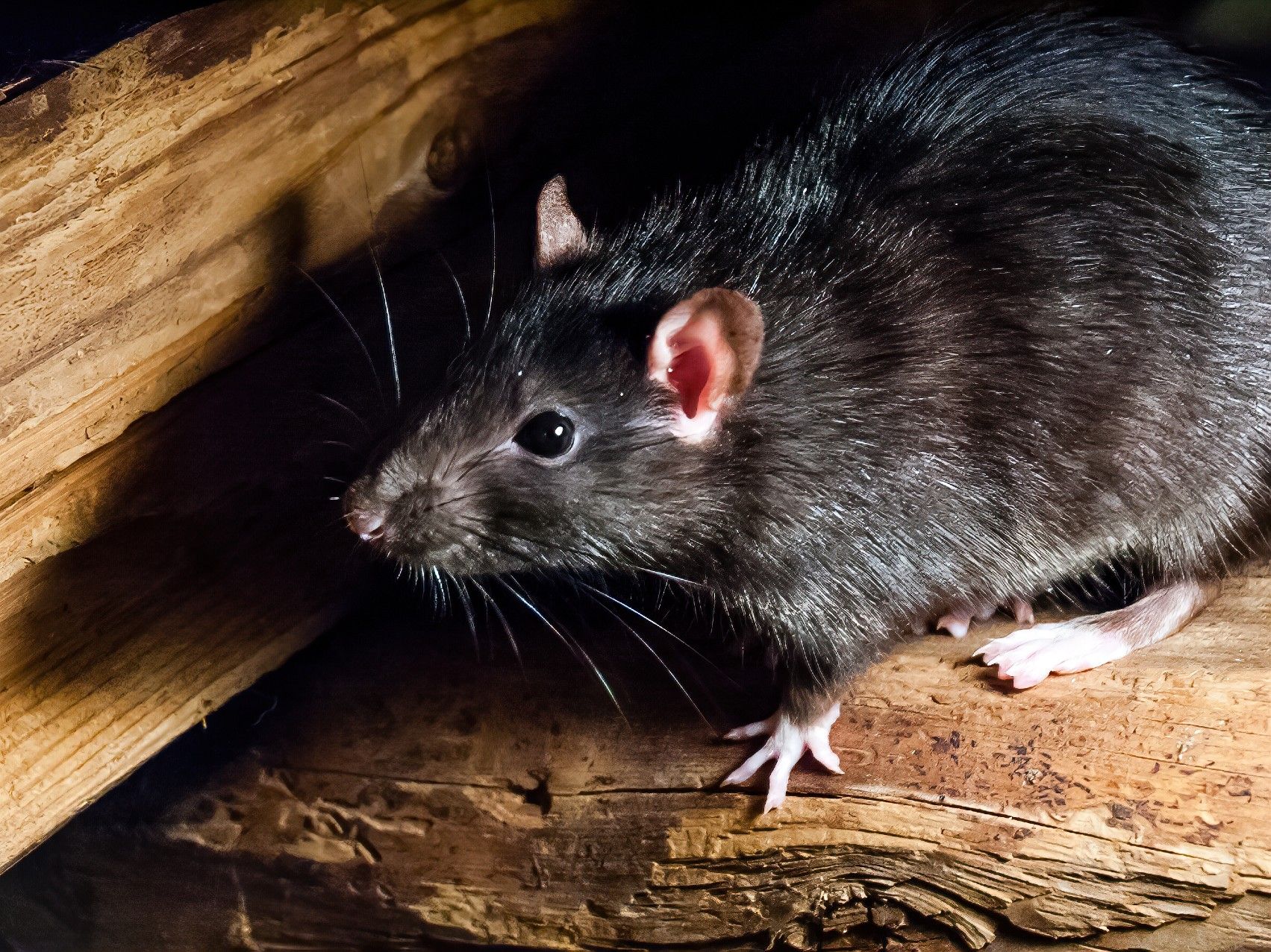 Bruce Davison says no girl would kiss him for years after rat kiss in ...